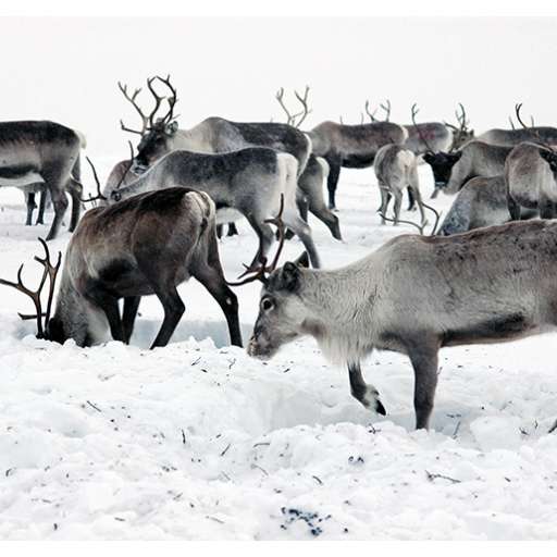 Reinsdyr på vinterbeite – hvor stor skade gjør de på innmarka? - Nibio