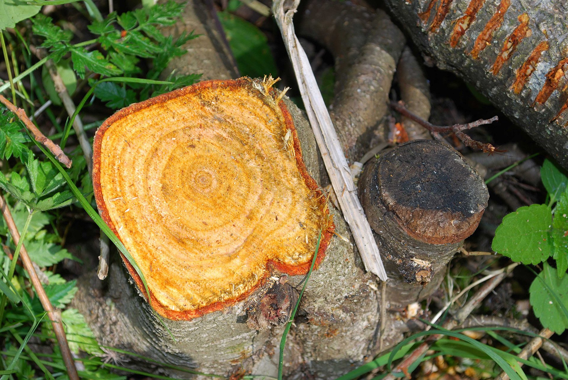 Svartor – et treslag for fremtiden - Nibio