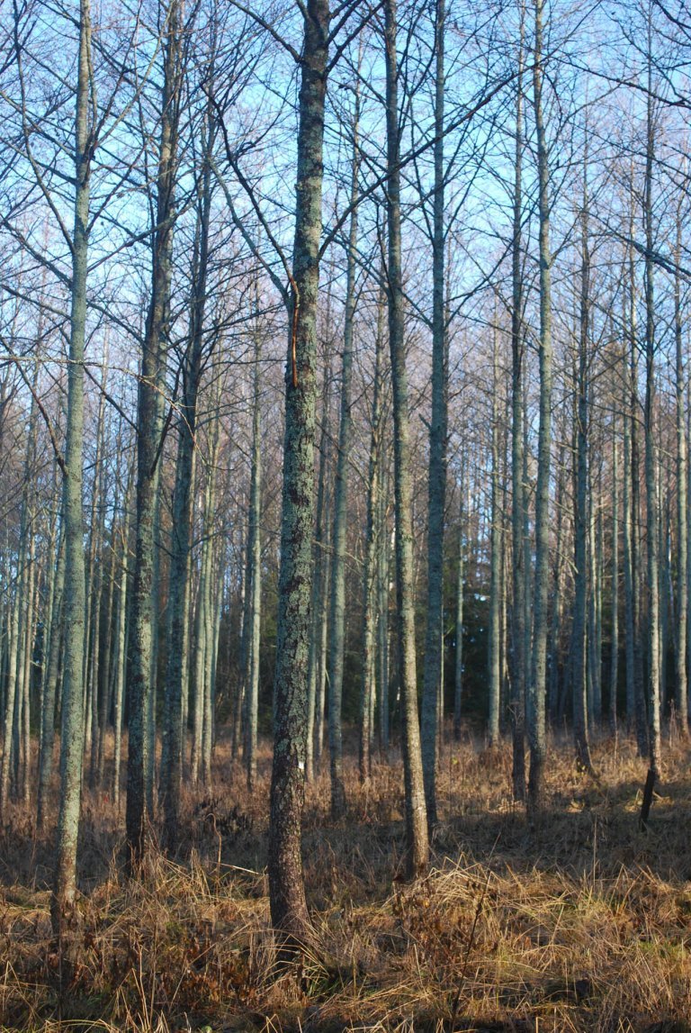 Svartor – et treslag for fremtiden - Nibio