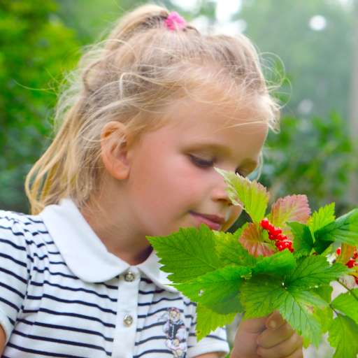 Teiebær – bjørnebærets ukjente kusine - Nibio