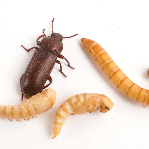 Insekt skal gjere avfall om til dyrefôr - Nibio