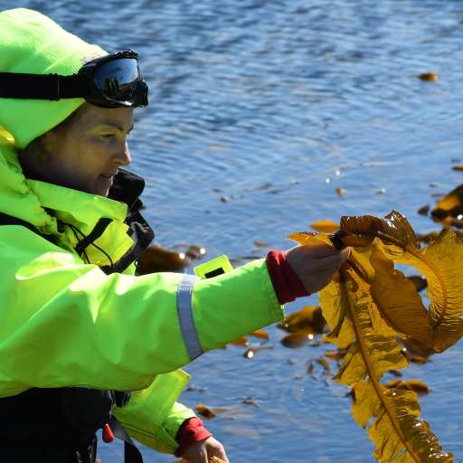 Sank tang og tare til matbordet - Nibio