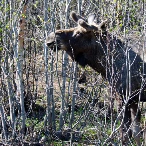 Kartlegger grensekryssende elg i Pasvikdalen - Nibio
