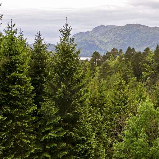 Bærekraftig skogbruk i Norge - Nibio