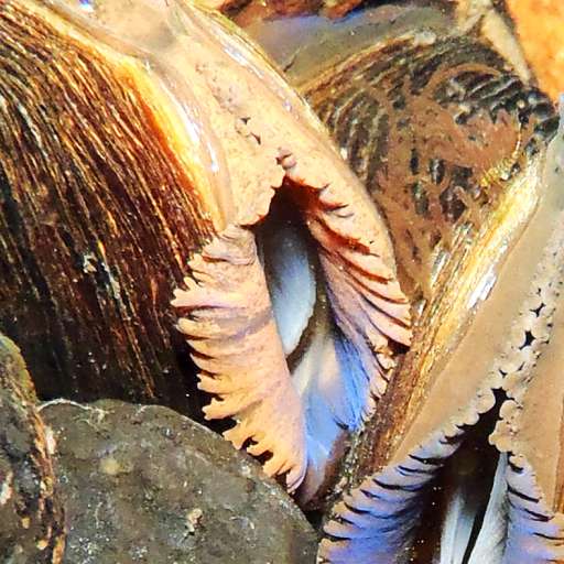 Nøkkelart i elvene bukker under - Nibio