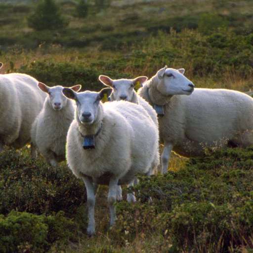 Biokull til sau, vil de spise det? - Nibio