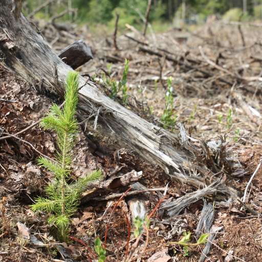 Foryngelse av gran ved planting - ForGran - Nibio