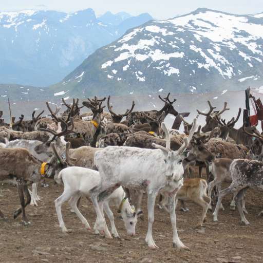 Framtidas reindrift - Nibio