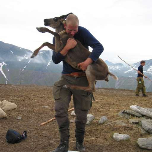 Helse, miljø og sikkerhet i reindriften - Nibio