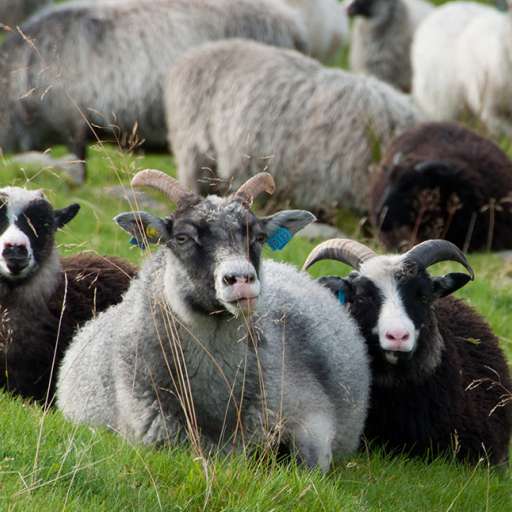 Innlandsull: økt verdiskaping av ull hos sauebønder i Innlandet fylke ...