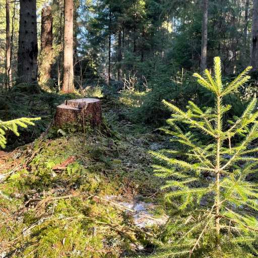 Lukkede hogster: Konsekvenser for produksjon, økonomi og biomangfold - Nibio
