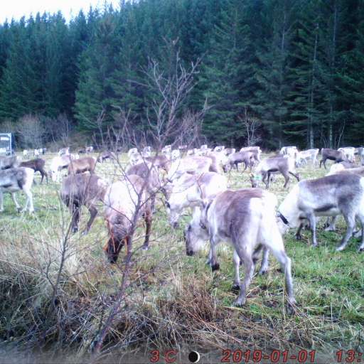 Reinbeiting på dyrka mark - Nibio
