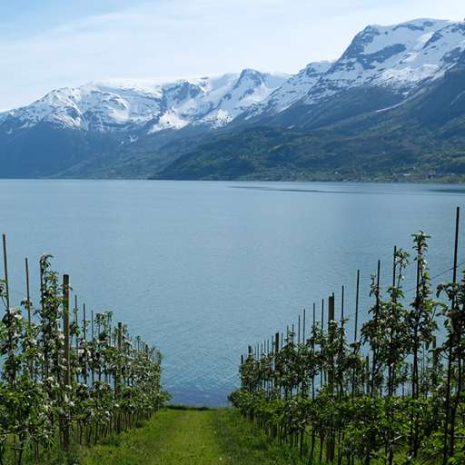 Sider - Smaken av Hardanger - Nibio