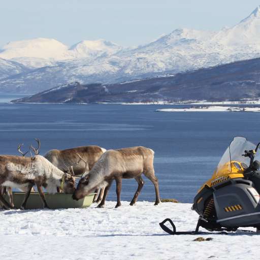 Driftsøkonomi i norsk reindrift - Nibio
