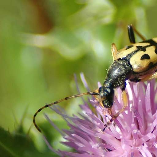 Insekter og insektforskning - Nibio