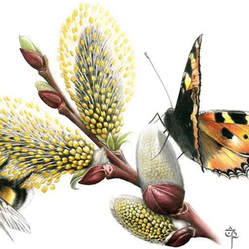 3Q-overvåking av pollinatorer - Nibio 3Q-overvåking av pollinatorer - Nibio