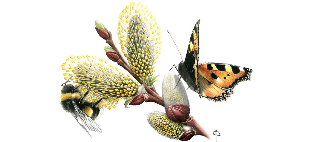 3Q-overvåking av pollinatorer - Nibio 3Q-overvåking av pollinatorer - Nibio