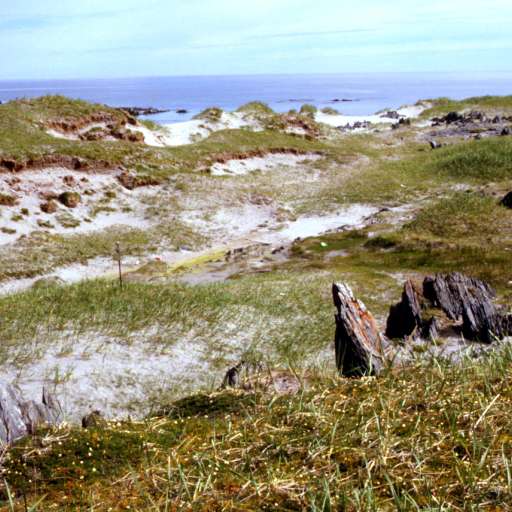 Sanddyner og grusstrender - Nibio