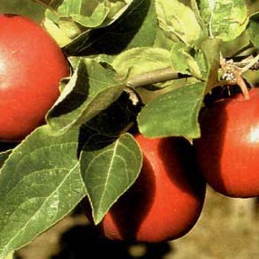 Geneva Early - Nibio