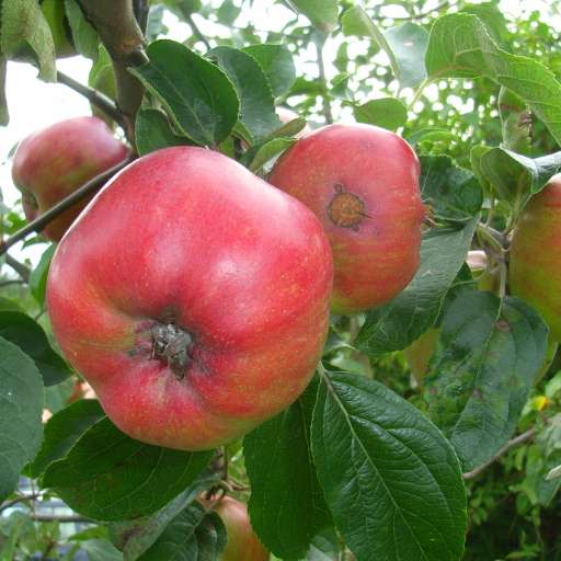 Gravenstein, raud - Nibio