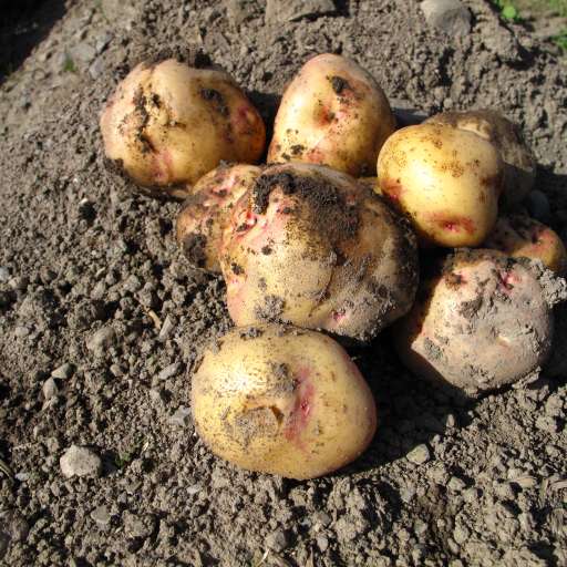 Gulløye, Gul - Nibio