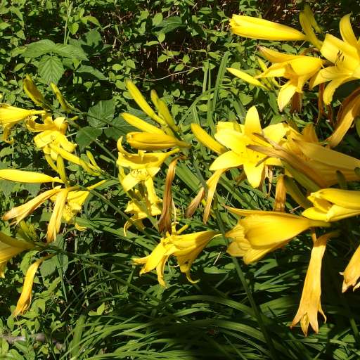 Gul daglilje - Nibio