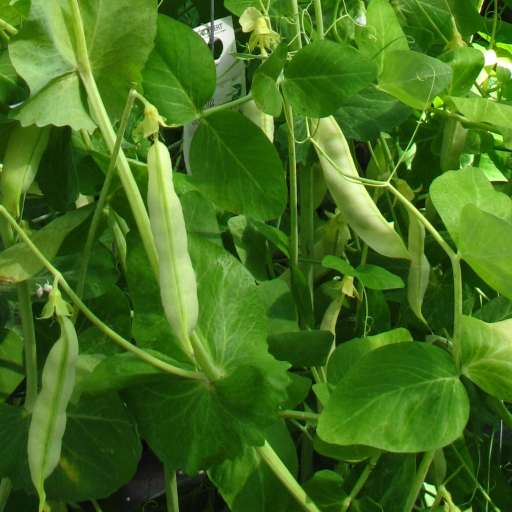 Erter, løk og kålvekster - Nibio