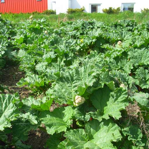 Rabarbra - 1700-tallets ginseng - Nibio