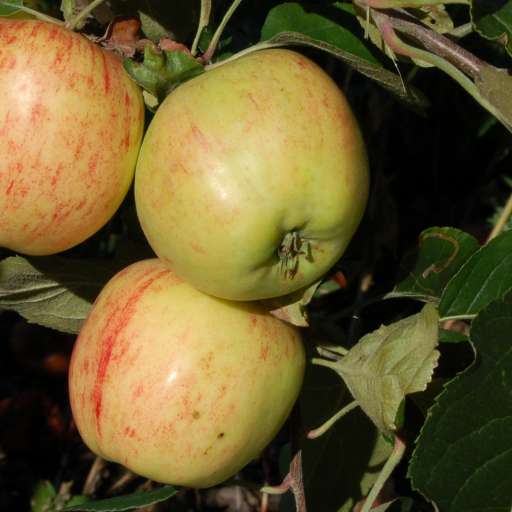 Gravenstein - 200 år og fortsatt favoritt - Nibio