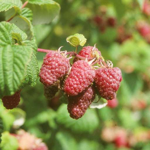 Veten - en suksesshistorie fra norsk foredling - Nibio