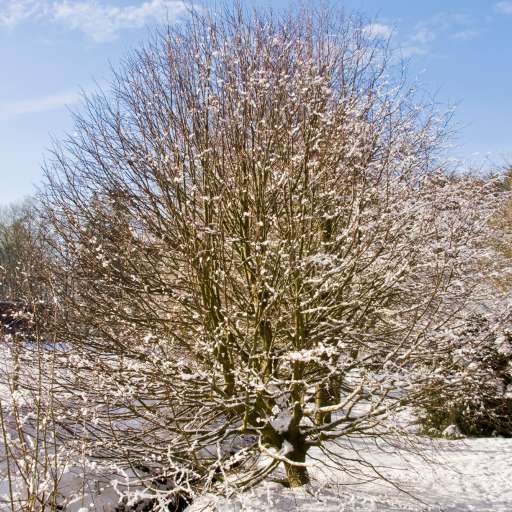 Lind - hellig tre med mange egenskaper - Nibio