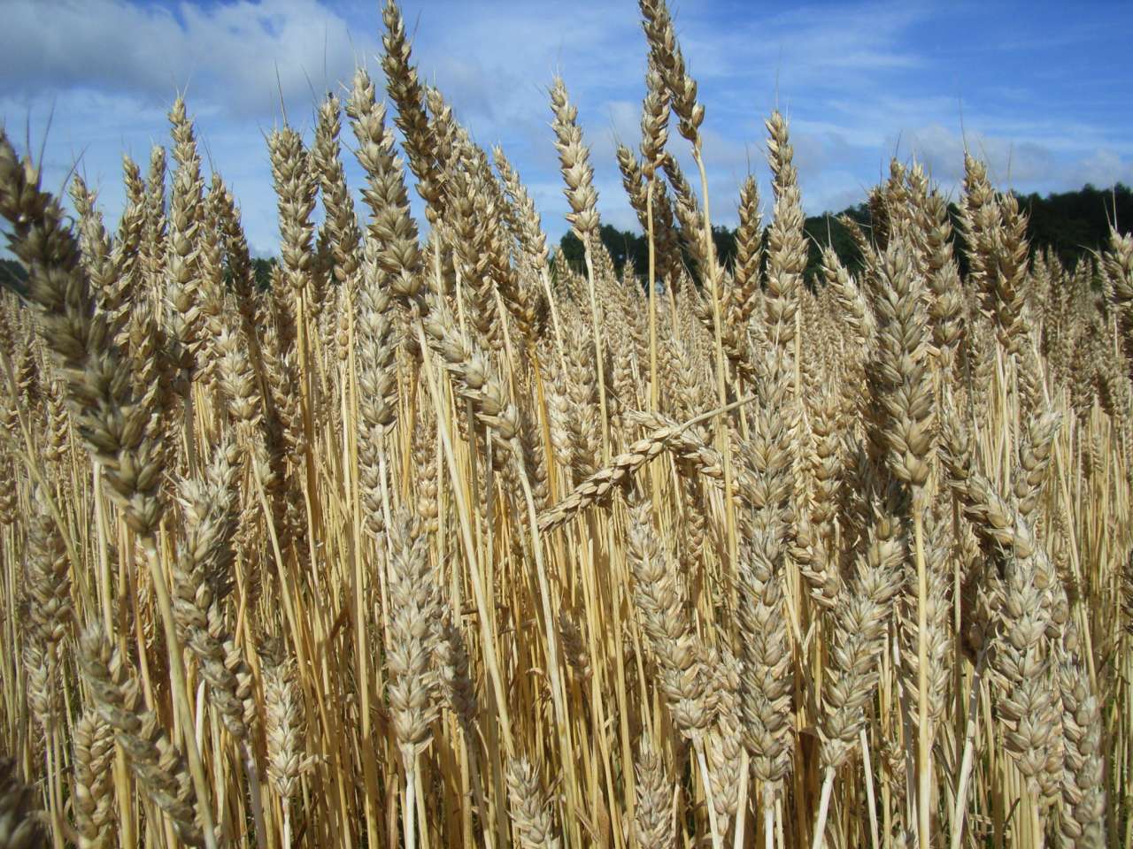 Ås II vårhvete - Nibio