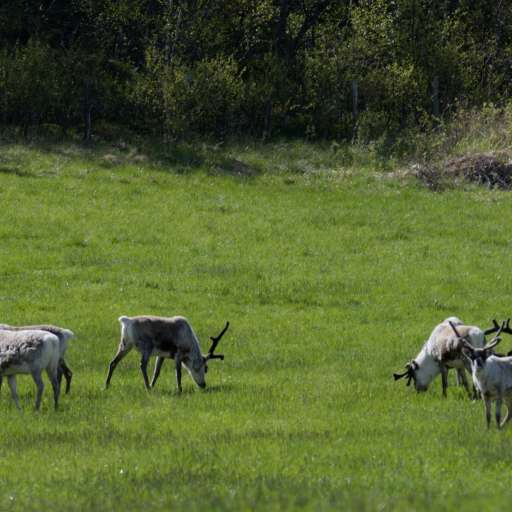 Landbruk og reindrift i nord - Nibio