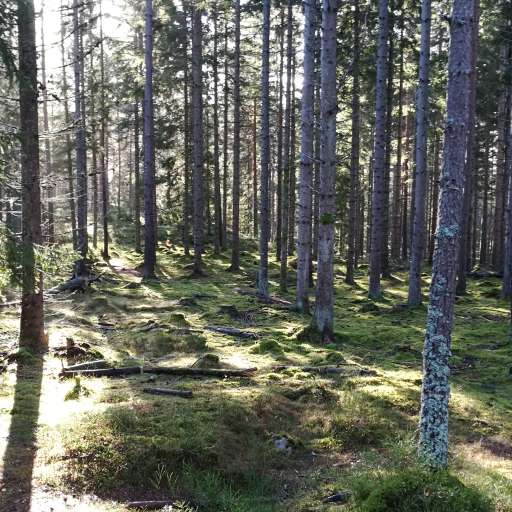 Skogbruk og vannmiljø - Relevant lovverk - Nibio