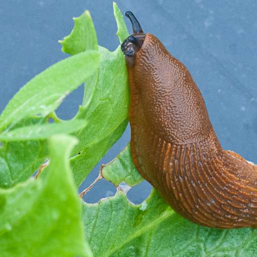 Snegler som skadedyr - Nibio