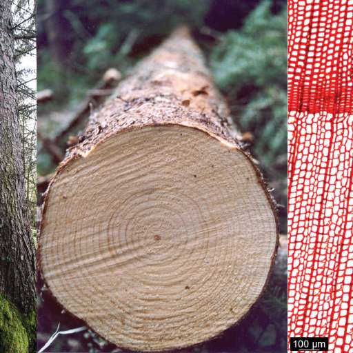 Trevirke i Norge - Nibio