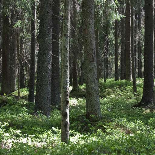 Skogtregenetiske ressurser - Nibio